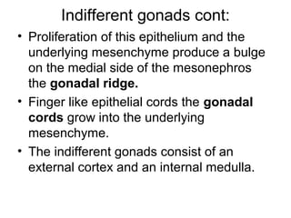 Embryology of the urogenital system | PPT