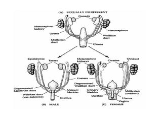 Embryology of the urogenital system | PPT
