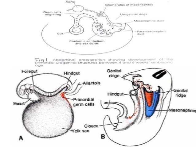 Embryology of the urogenital system