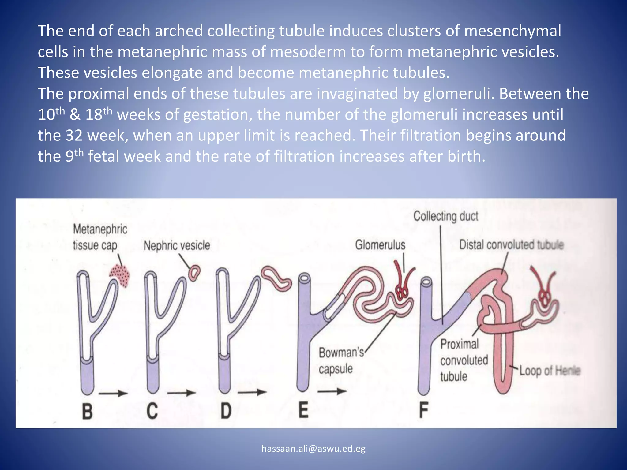 Embryology, Normal Development of Urinary System | PPTX | Biological ...