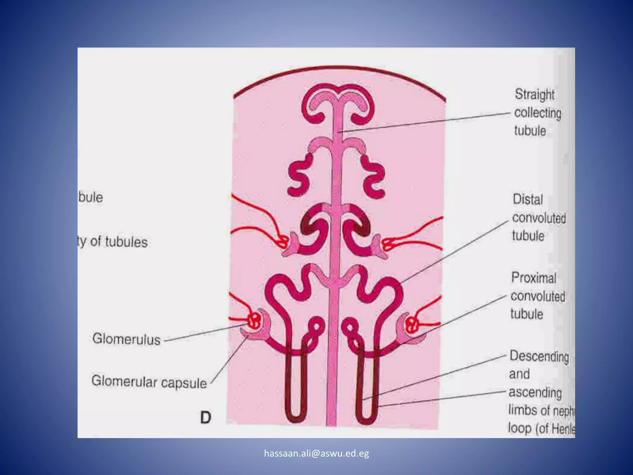 Embryology, Normal Development of Urinary System | PPTX