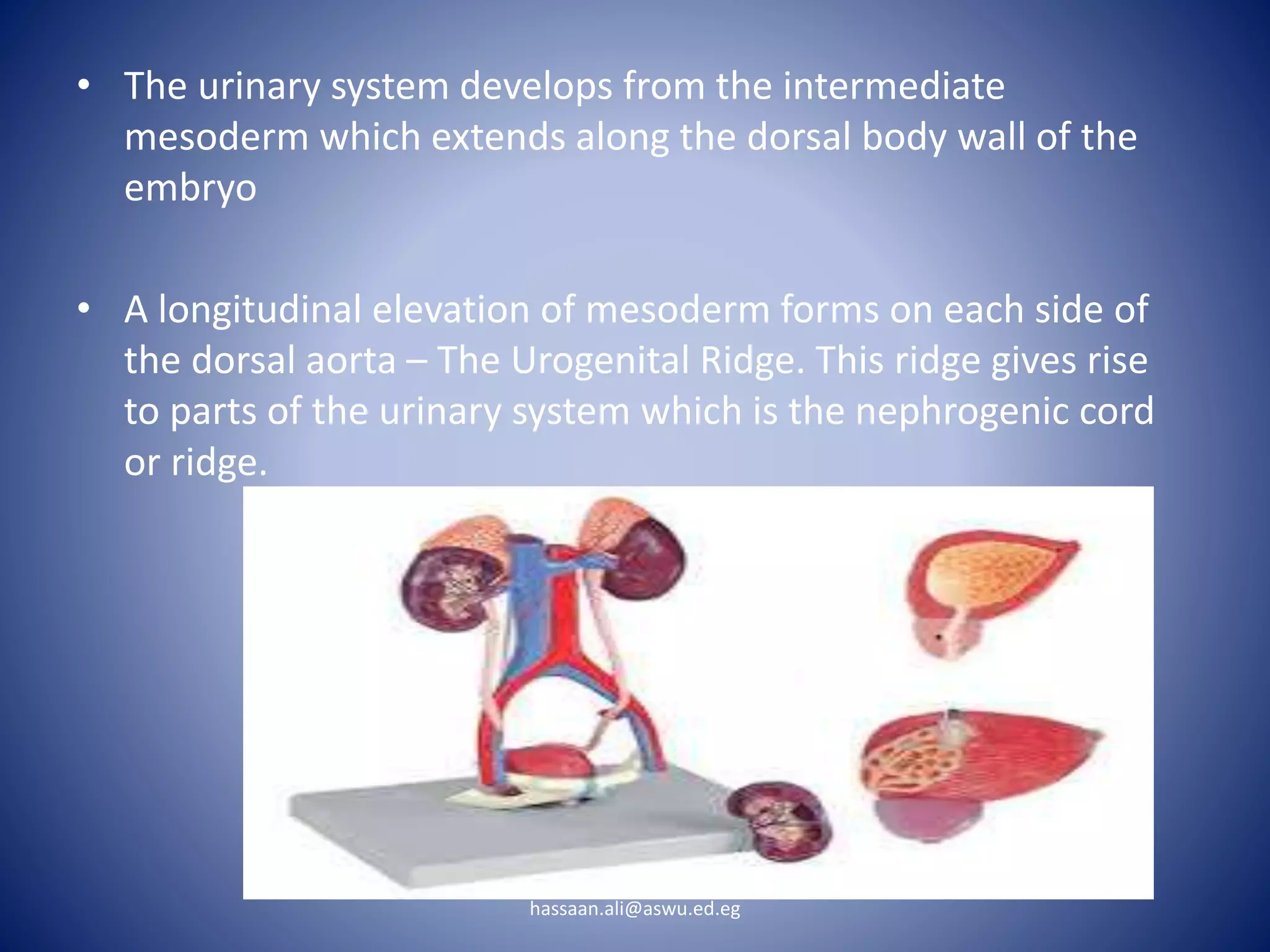 Embryology, Normal Development of Urinary System | PPTX
