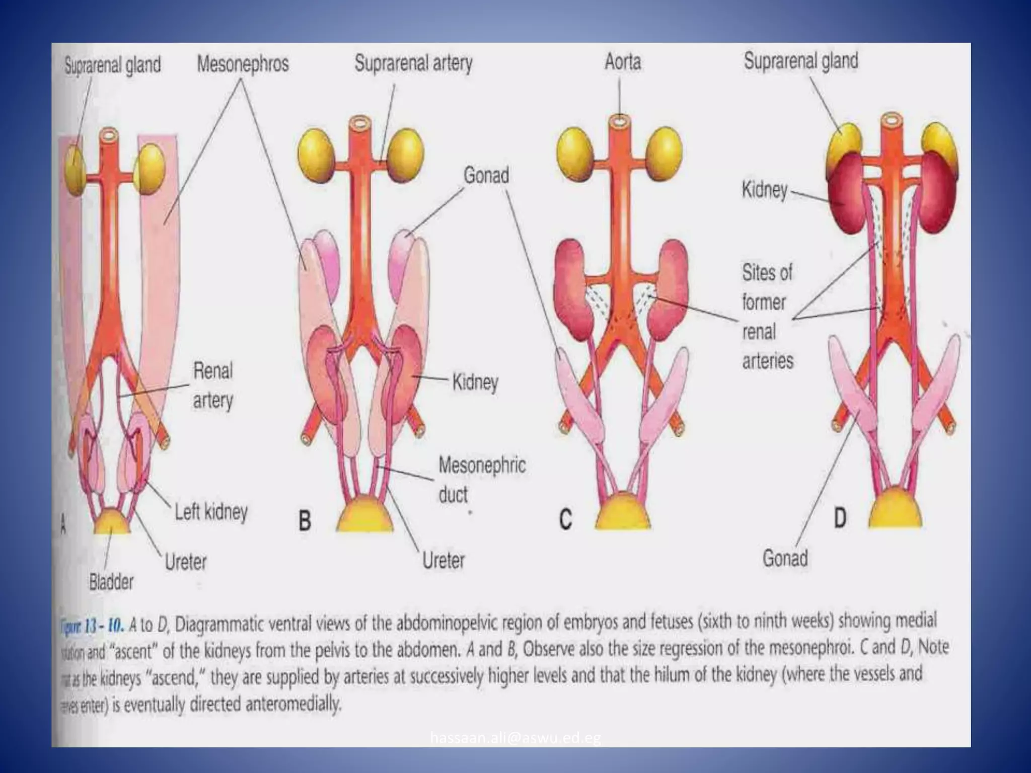 Embryology, Normal Development of Urinary System | PPTX