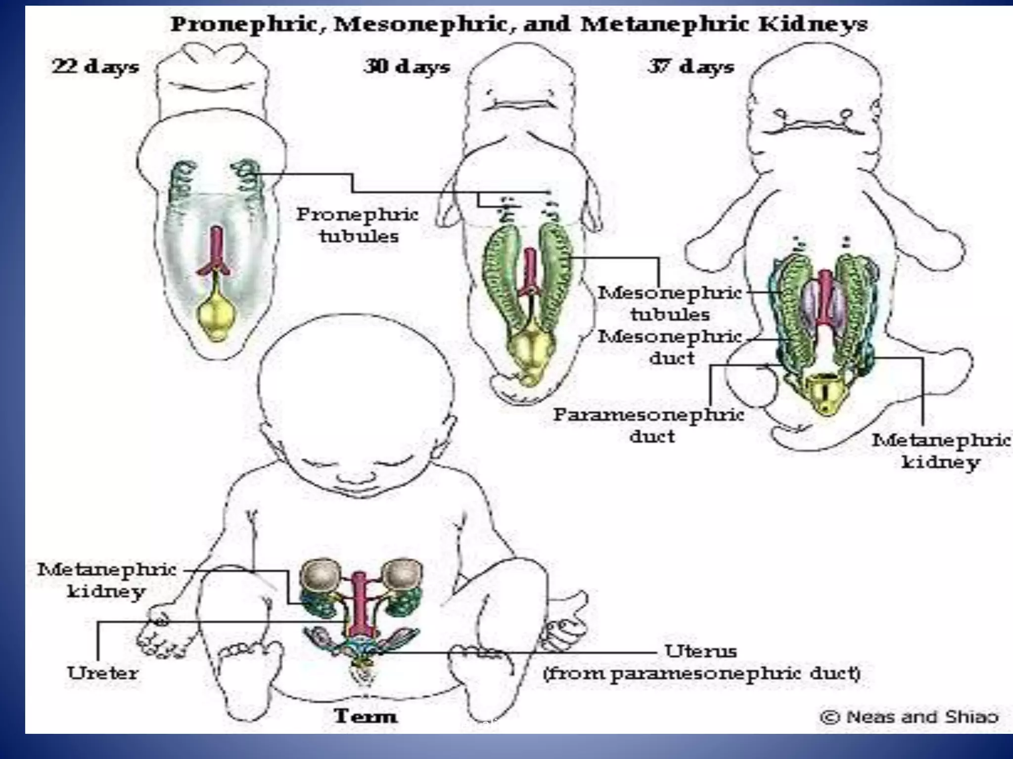 Embryology, Normal Development of Urinary System | PPTX | Biological ...