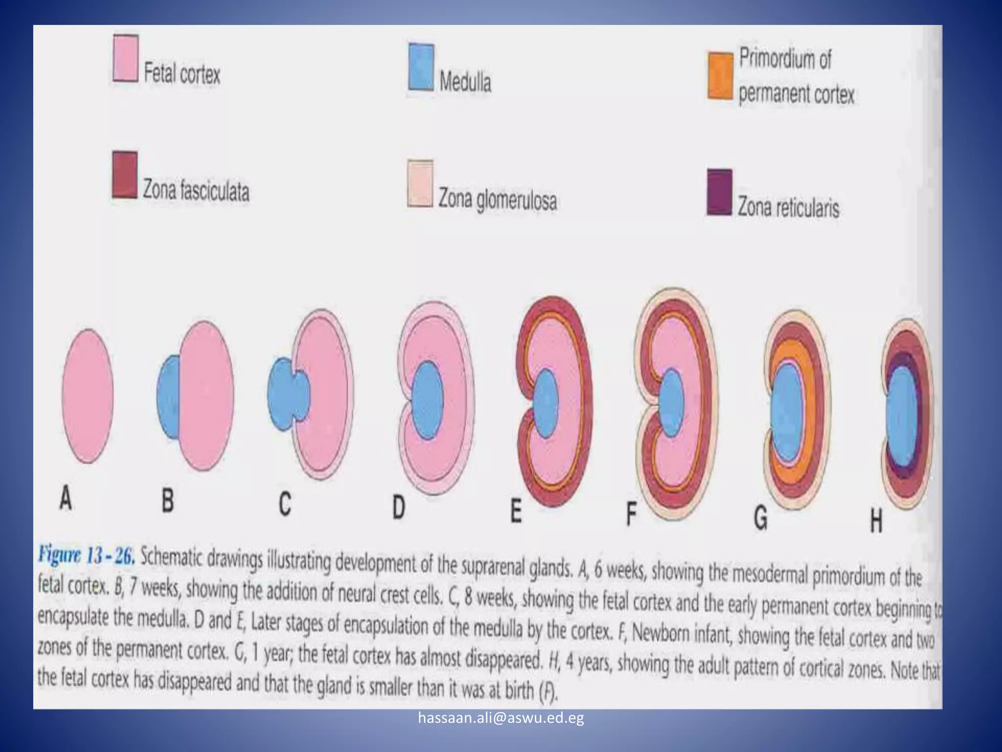 Embryology, Normal Development of Urinary System | PPTX