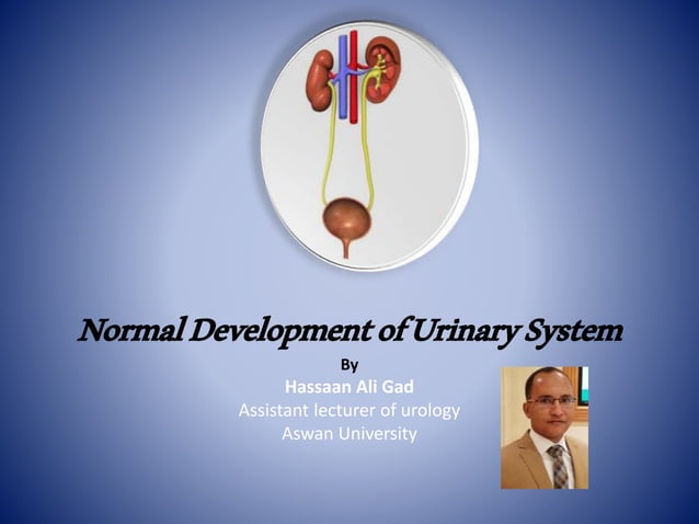 Embryology, Normal Development of Urinary System | PPTX | Biological ...