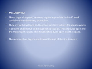 Embryology, Normal Development of Urinary System | PPTX