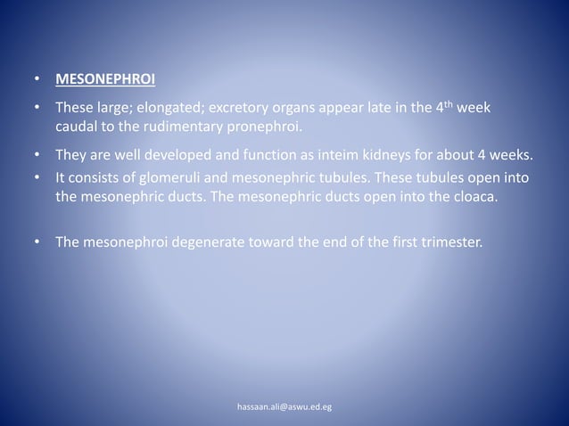Embryology, Normal Development of Urinary System | PPTX | Biological ...