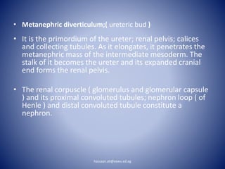 Embryology, Normal Development of Urinary System | PPTX