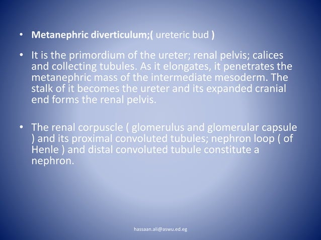 Embryology, Normal Development of Urinary System | PPTX | Biological ...