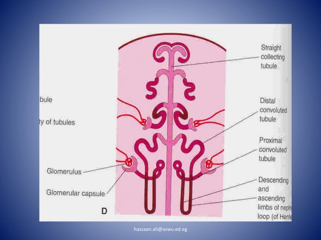 Embryology, Normal Development of Urinary System | PPTX | Biological ...