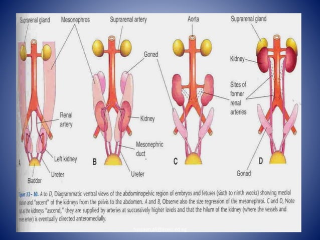 Embryology, Normal Development of Urinary System | PPTX | Biological ...