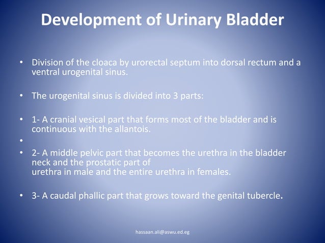Embryology, Normal Development of Urinary System | PPTX | Biological ...
