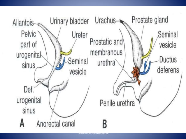 Embryology, Normal Development of Urinary System | PPTX | Biological ...