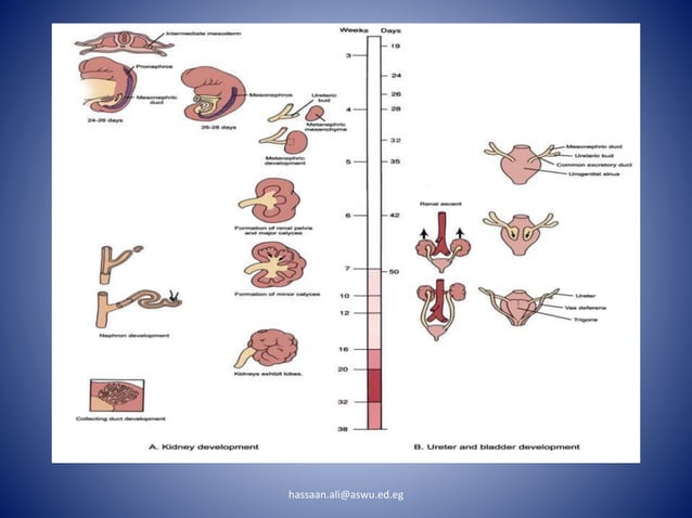 Embryology, Normal Development of Urinary System | PPTX | Biological ...