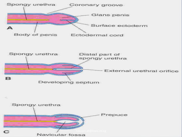 Embryology, Normal Development of Urinary System | PPTX | Biological ...