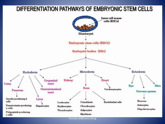 Embryology, Normal Development of Urinary System | PPTX | Biological ...