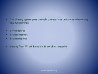 Embryology, Normal Development of Urinary System | PPTX