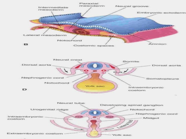 Embryology, Normal Development of Urinary System | PPTX | Biological ...