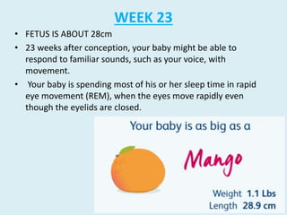 Embrology Developmental stages of embryo | PPTX