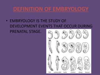 Embrology Developmental stages of embryo | PPTX
