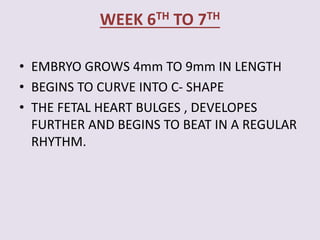 Embrology Developmental stages of embryo | PPTX