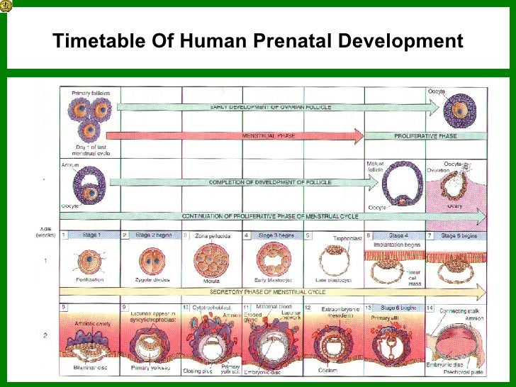 Embryology in Qur'an