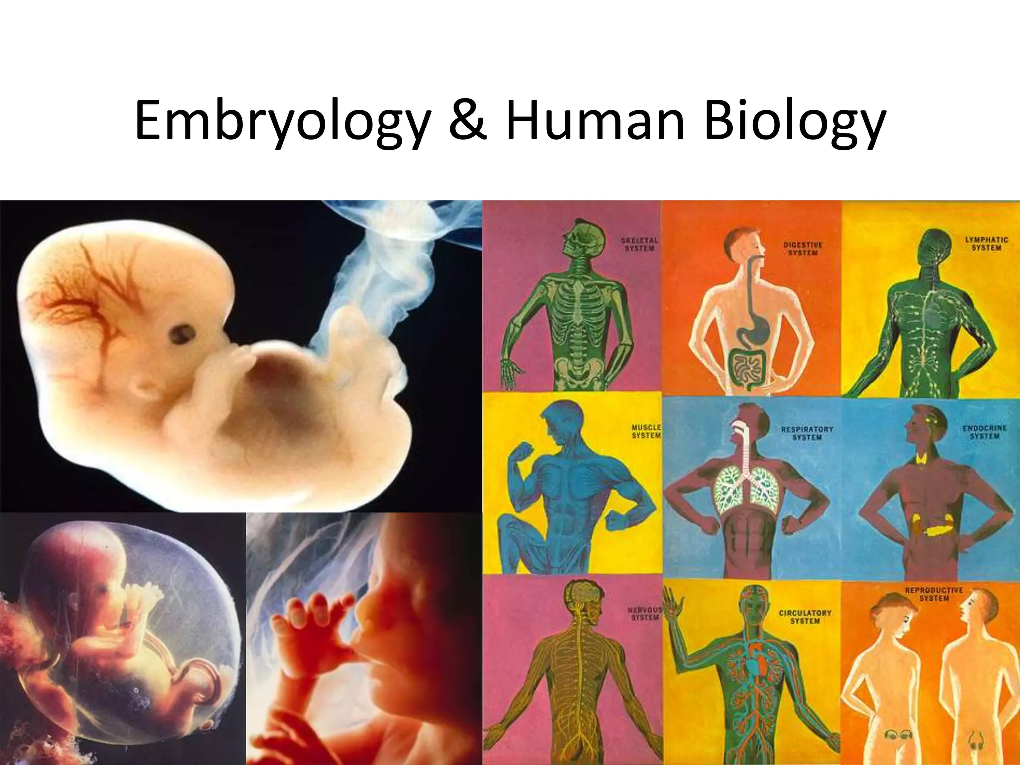 Embrylogy & human body | PPT