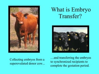 Embryo Transfer | PPT