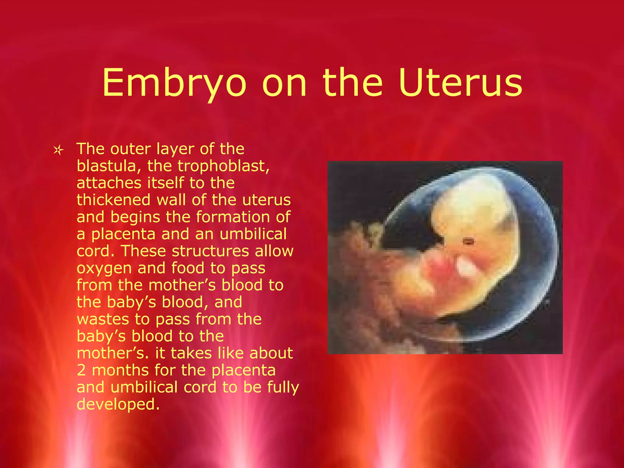 Embryo | PPT