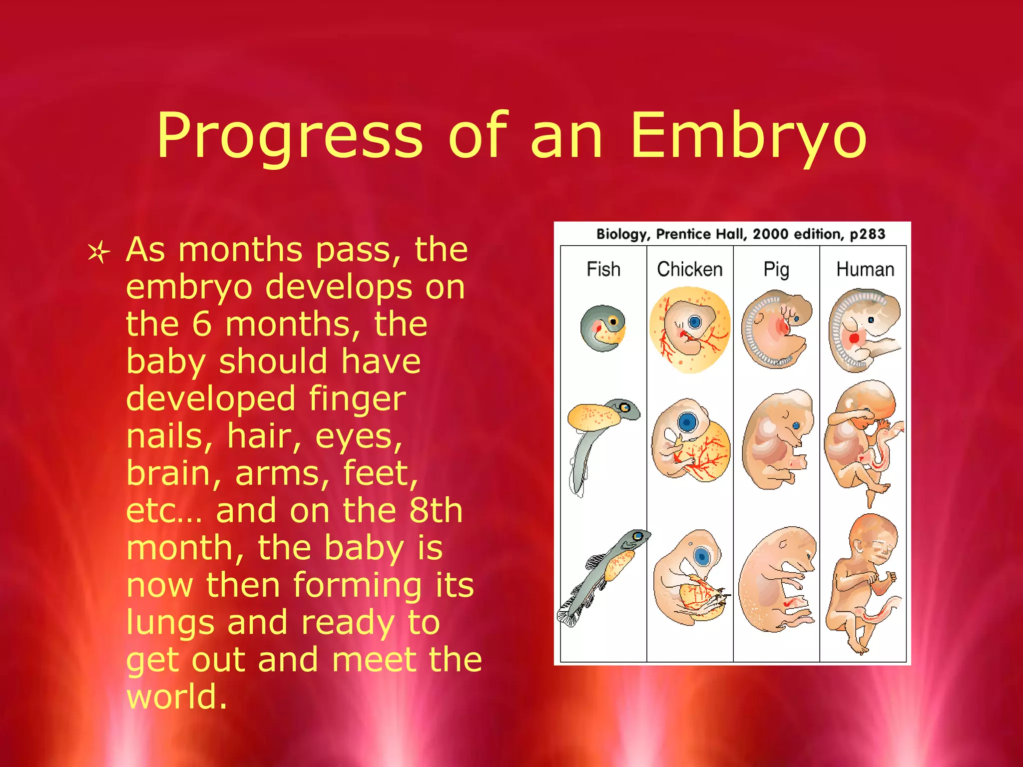 Embryo | PPT