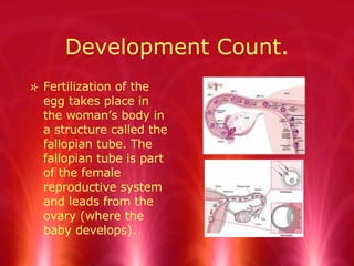 Embryo | PPT