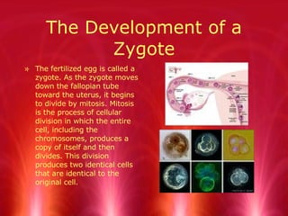 Embryo | PPT