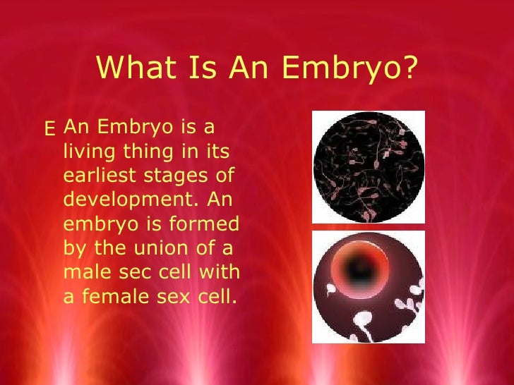 Embryology Meaning