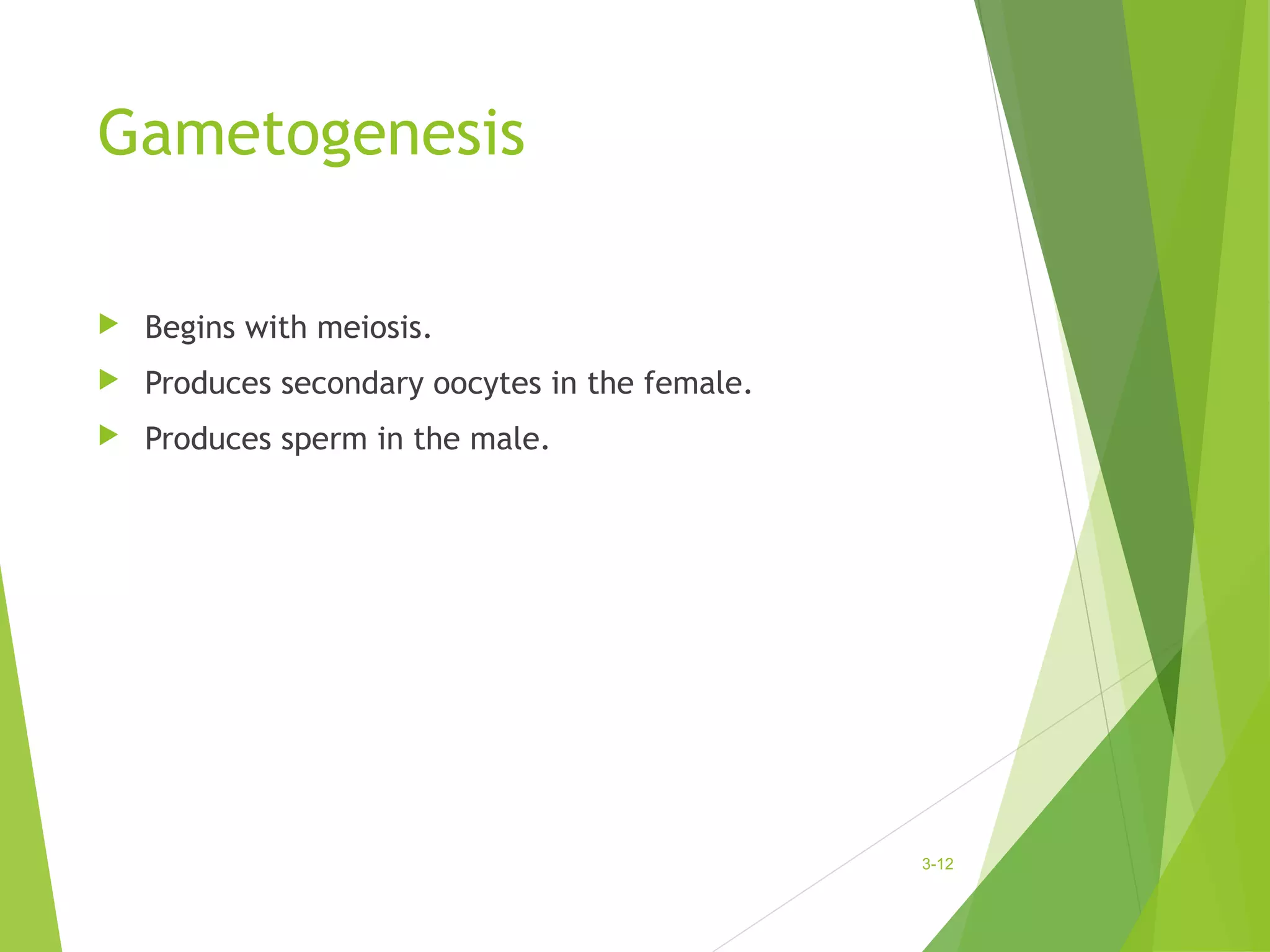 Embryo | PPT