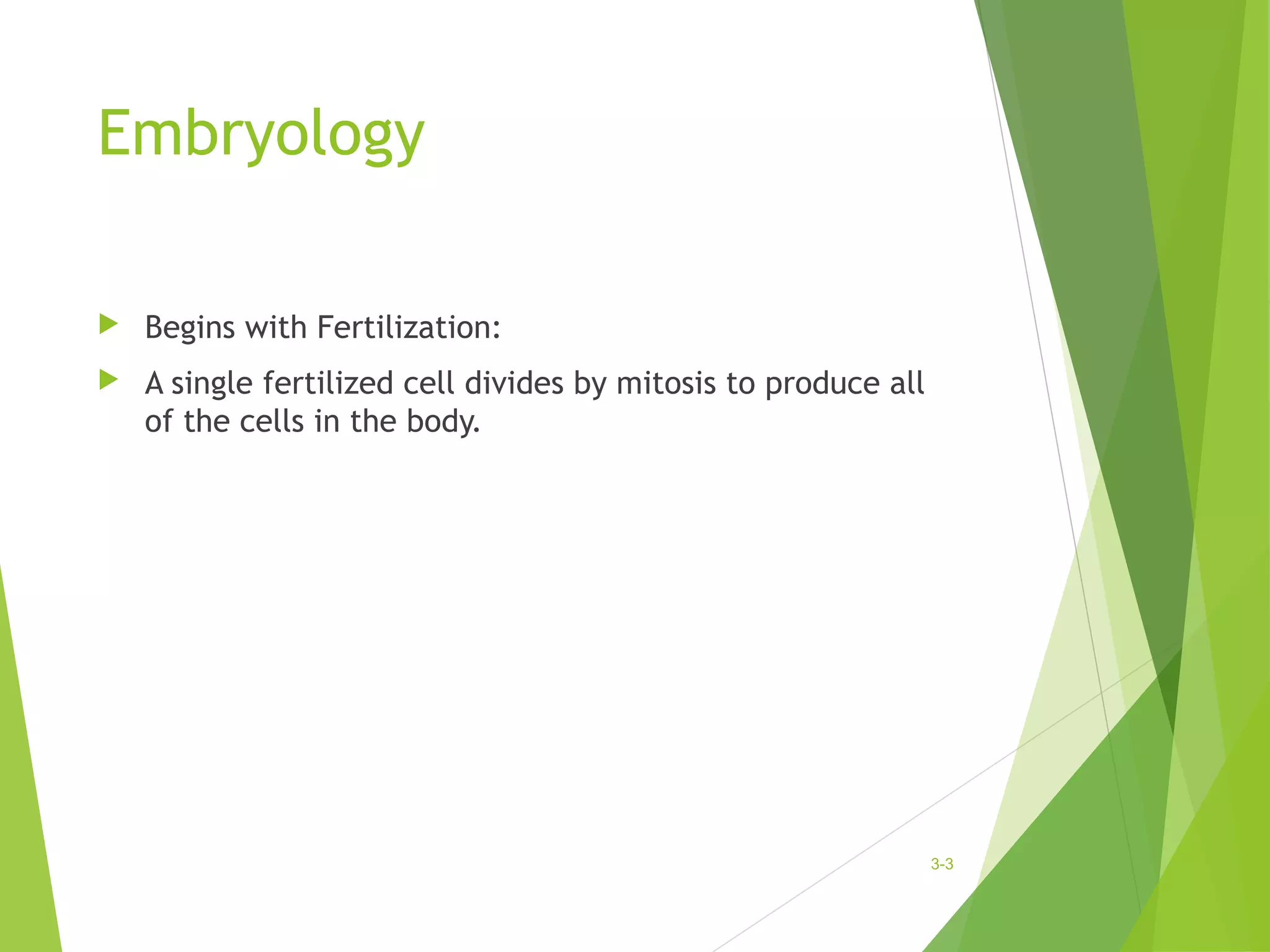Embryo | PPT
