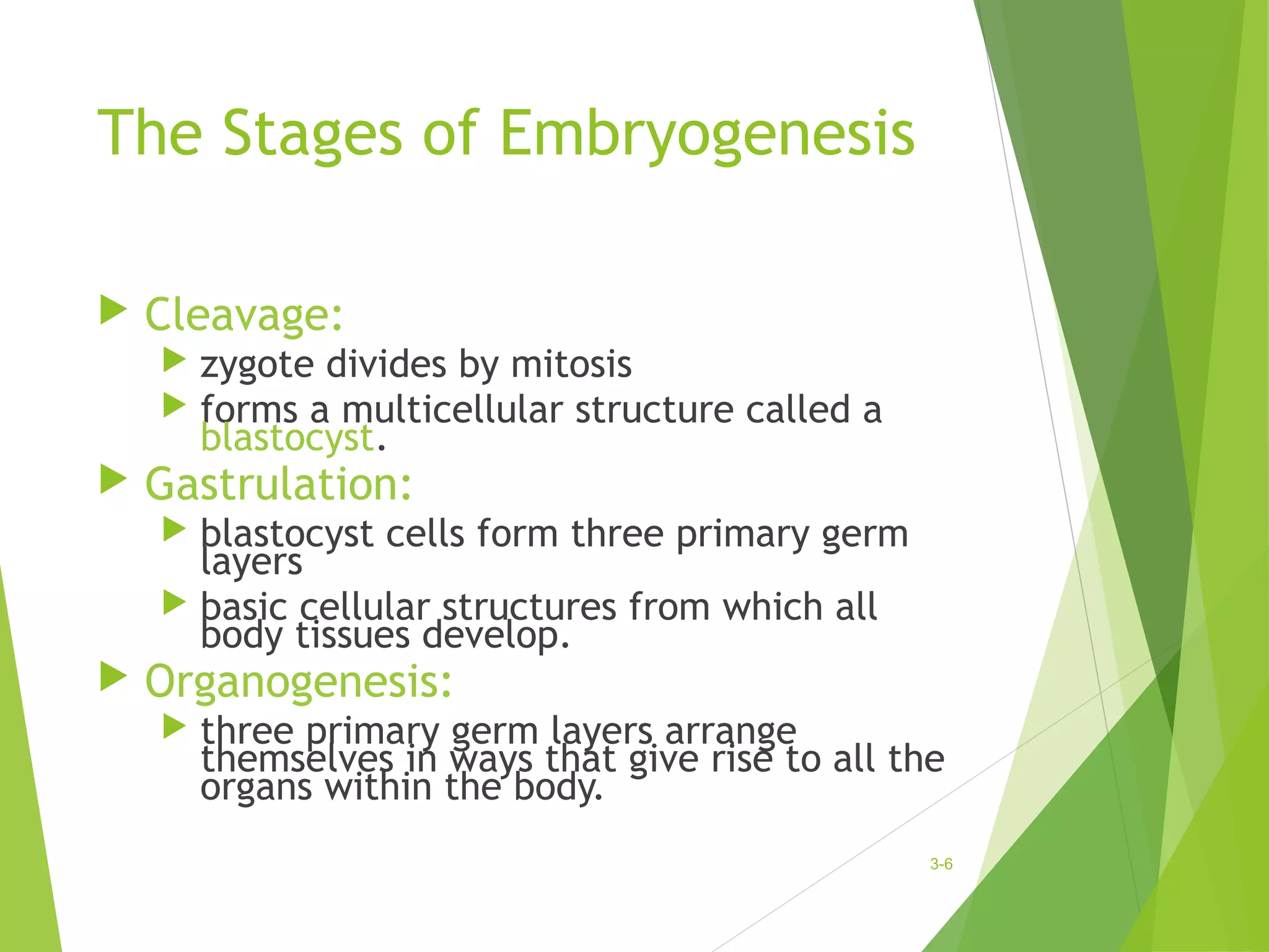 Embryo | PPT