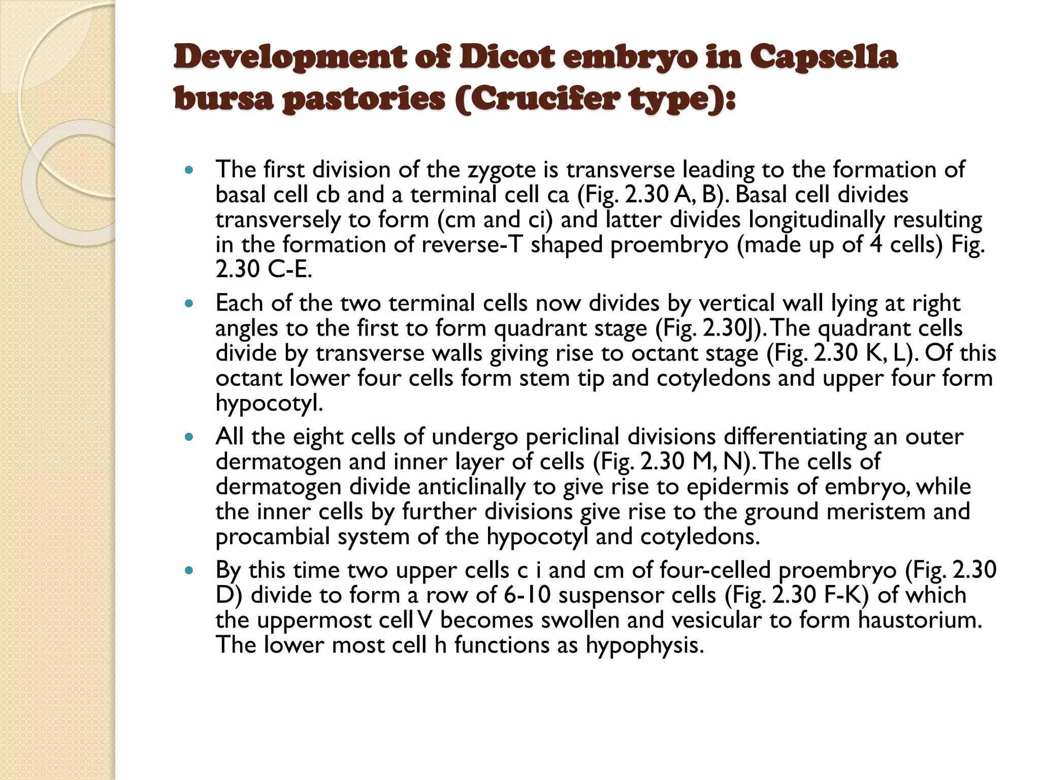 Developement of Embryo | PDF