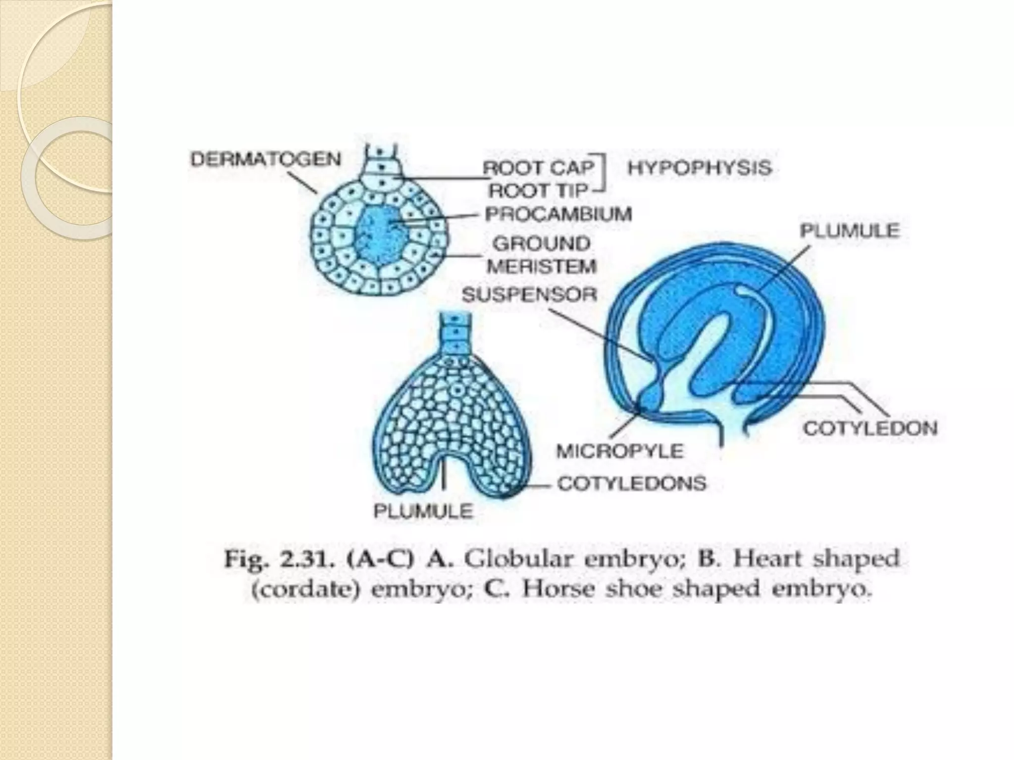 Developement of Embryo | PDF