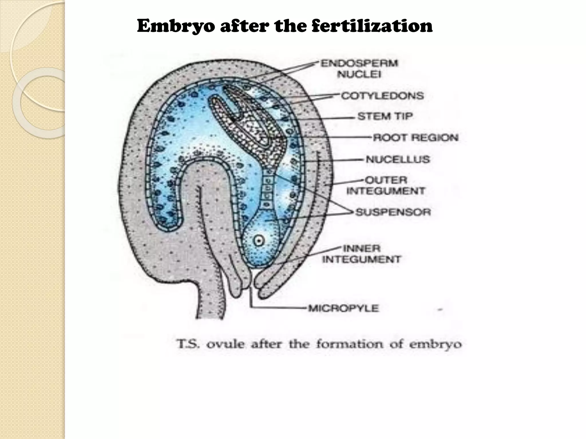 Developement of Embryo | PDF