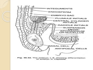 Developement of Embryo | PDF