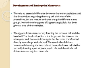 Developement of Embryo | PDF
