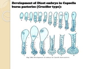 Developement of Embryo | PDF