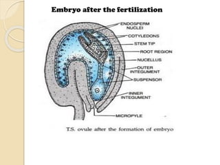 Developement of Embryo | PDF | Infertility | Reproductive Health