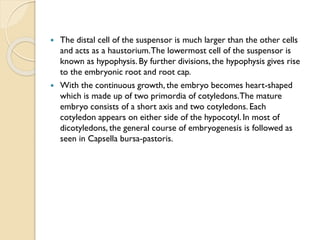 Developement of Embryo | PDF