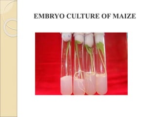 embryo-culture plant tissues culture.ppt