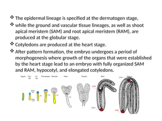 Embryo-how become multicellular msc.pptx