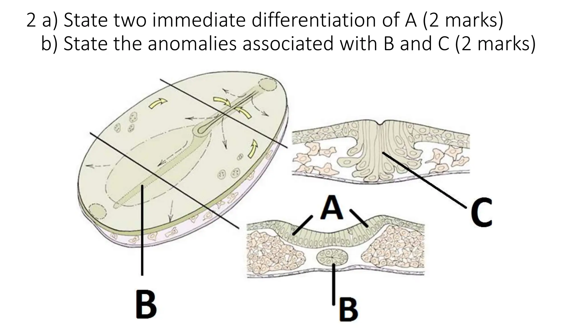 EMBRYO - TH.pptx