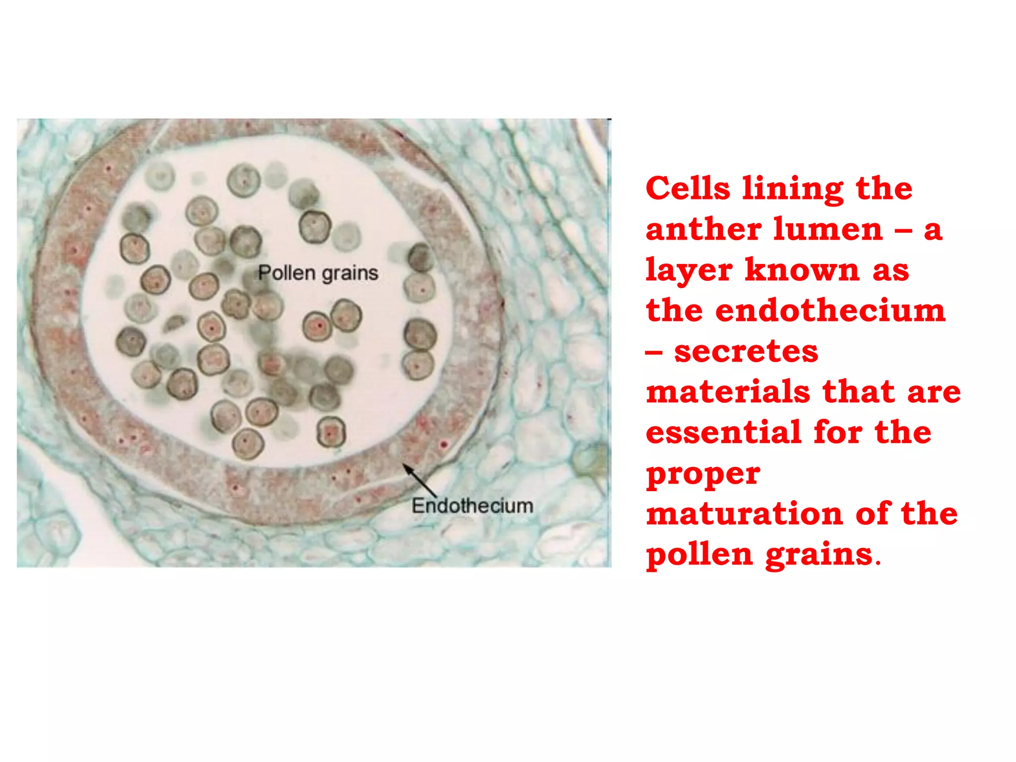 Embryology of Angiosperms | PDF