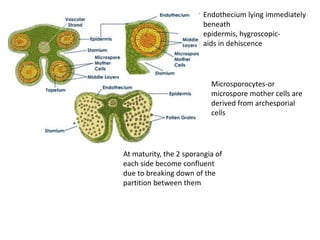 Embryology of Angiosperms | PDF